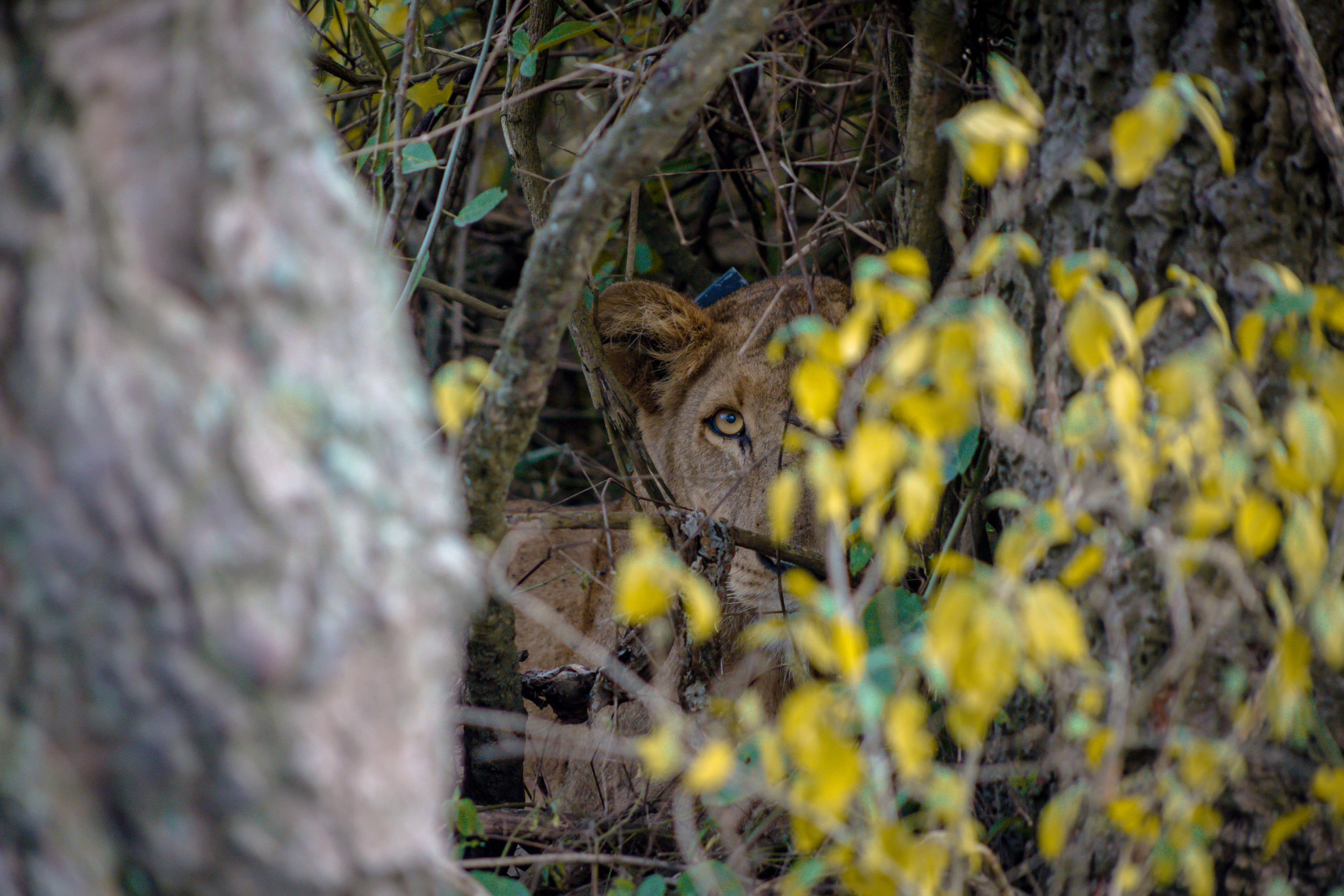 Lion – CEO East Africa