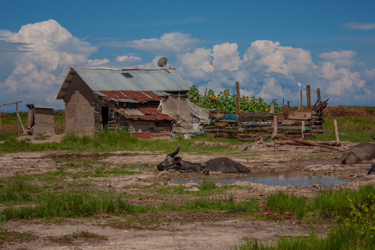 Coexistence, buffaloes are a common fixture around Rwenshama Landing ...